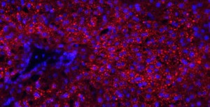 Genevant Sciences GmbH – Swiss Biotech